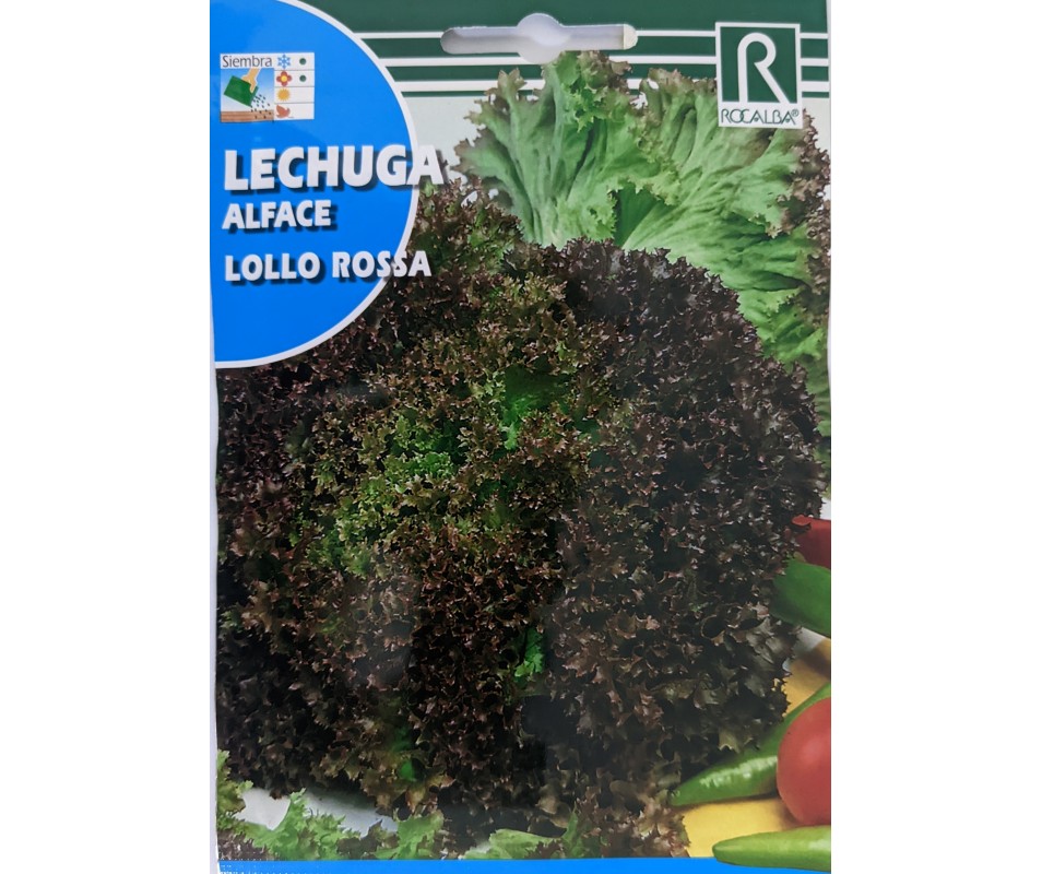 Semilla Lechuga Morada (lollo Rossa) 6 Grs